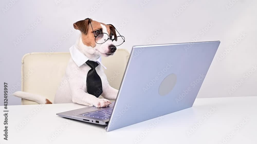 Dog jack russell terrier in glasses and a tie sits at a desk and works ...