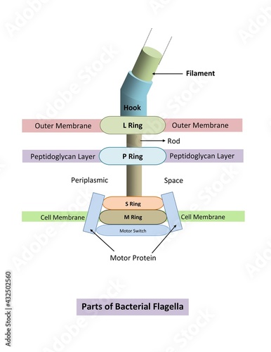 DIAGRAM SHOWING DIFFERENT PARTS OF BACTERIAL FLAGELLA Stock ...
