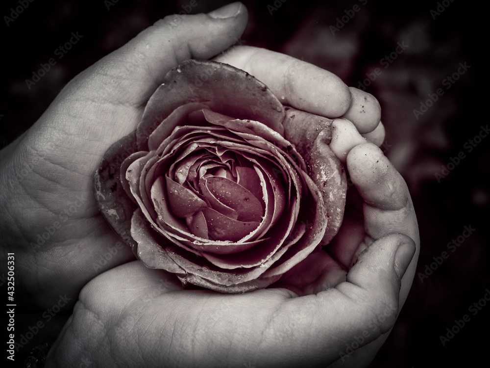 Flower Symbolism Sadness | Best Flower Site