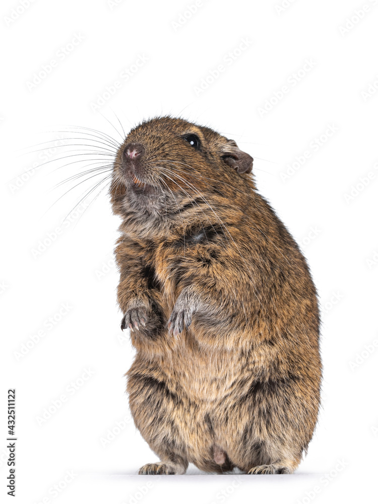 Young Degu rodent aka Octodon degus, sitting on hind paws looking ...