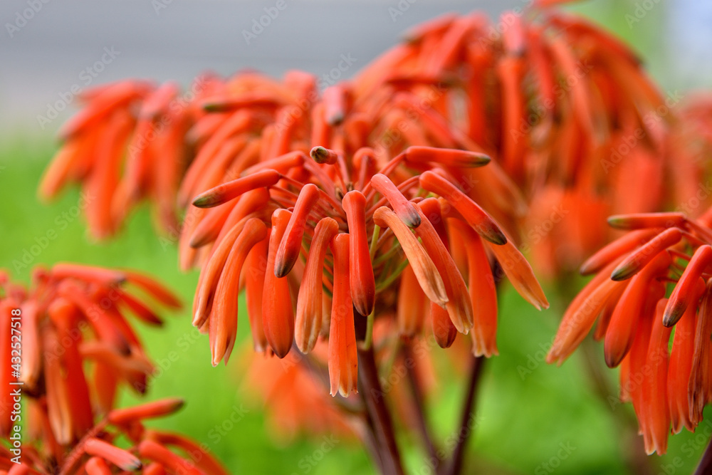 Orange Hyacinthaceae in Spring Stock Photo | Adobe Stock