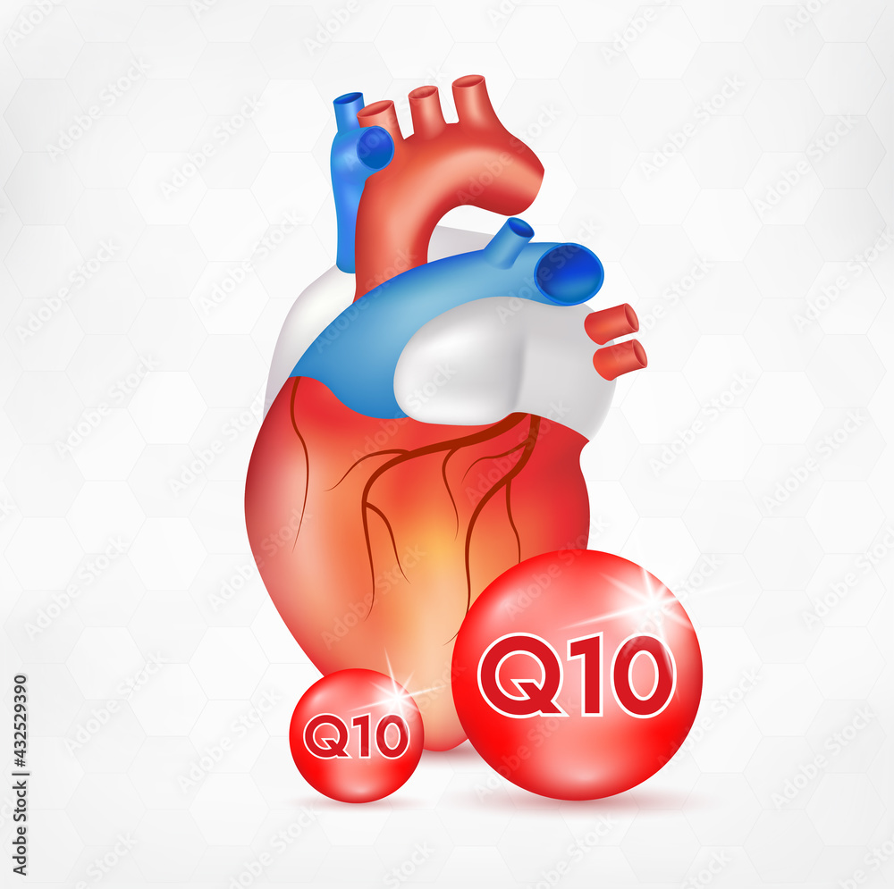 Coenzyme q10 and heart. Substance for maintaining cardiac activity ...