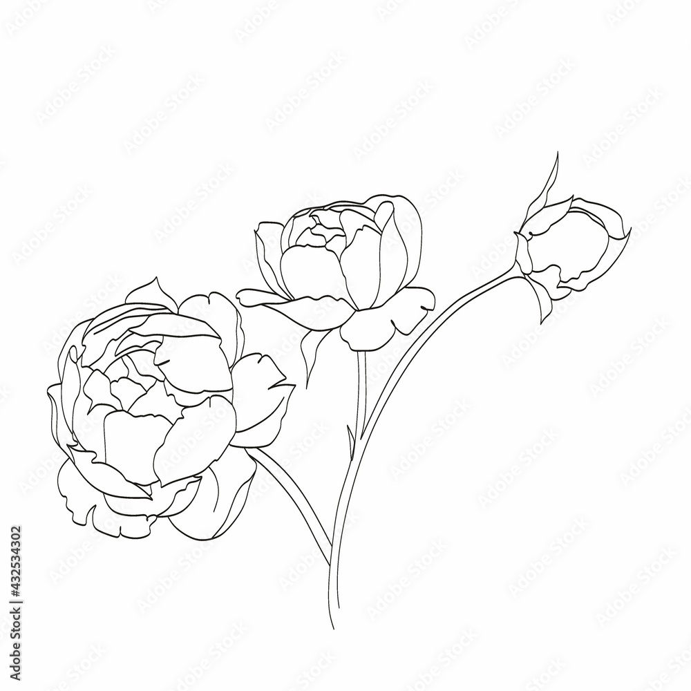 Peony Line drawing. Flower Line art vector. Peonies Botanical logo ...