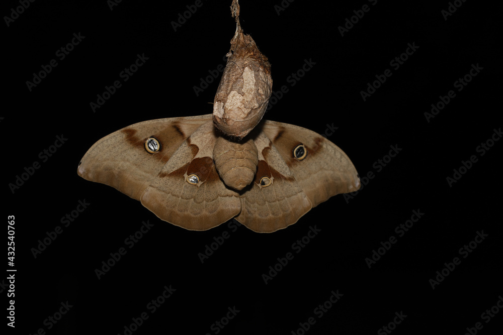 Foto de View of the fuzzy abdomen and underside of the wings of a ...