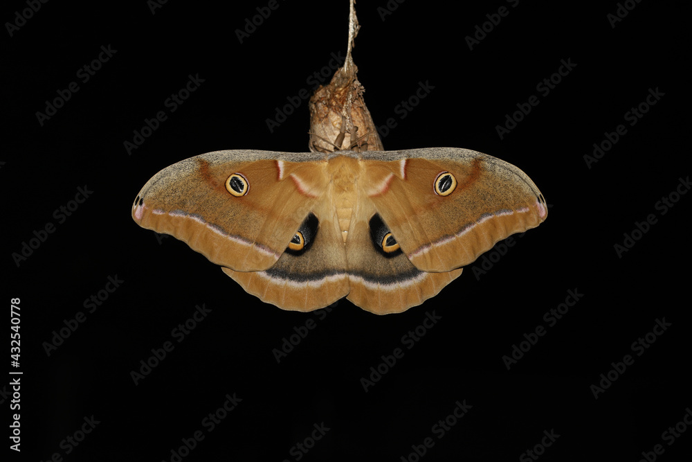 Polyphemus moth with its beautiful wings spread showing the eyespots ...
