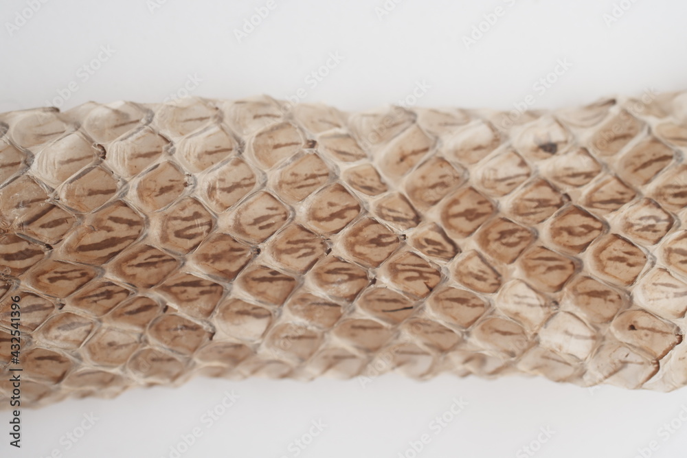 Snake shedding skin on white background,molting snake Stock Photo ...