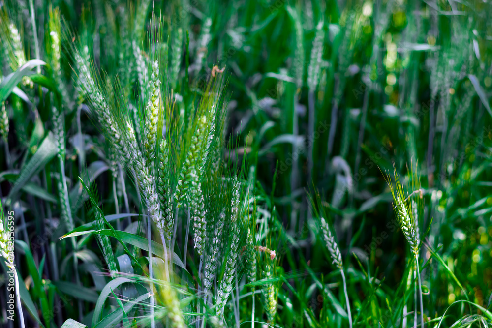 Local farming concept, village life, green wheat field and country farm ...