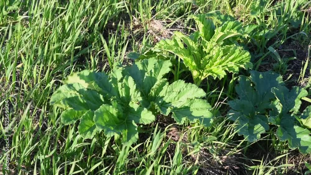 Poisonous plants Giant Hogweed (Heracleum, Cow Parsnip) on a meadow ...