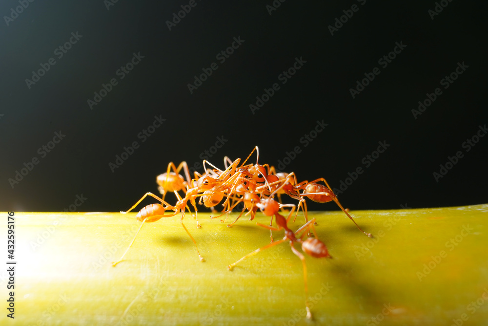 Ants hard work. Ant standing Action, Concept unity teamwork together ...