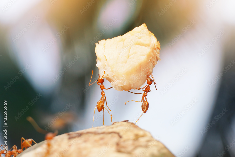 Ants hard work. Ant standing Action, Concept unity teamwork together ...