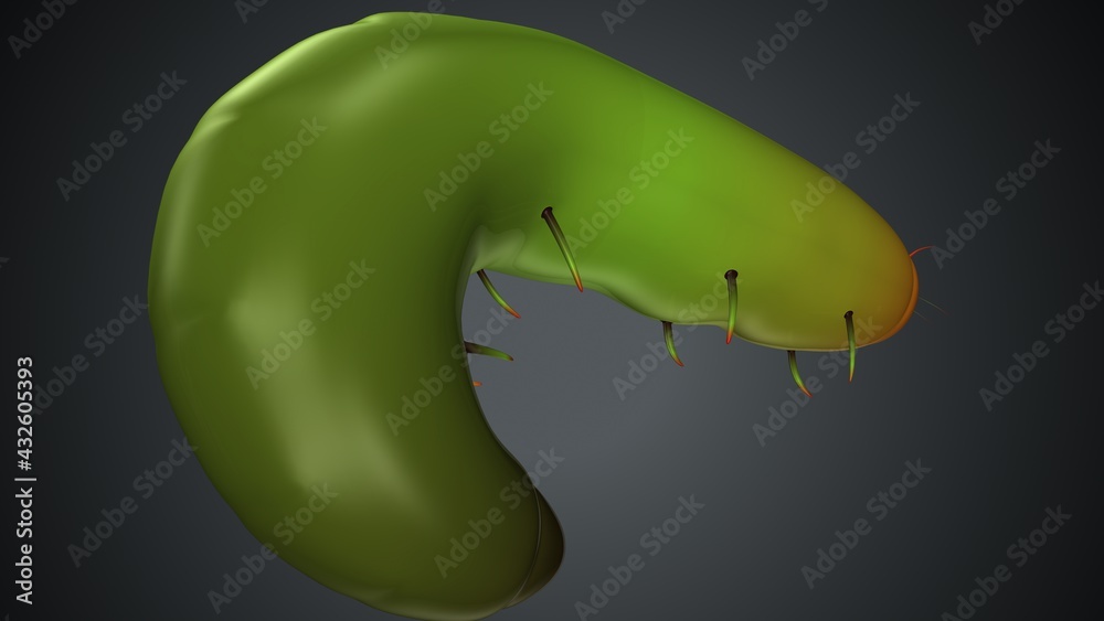 3d illustration of butterfly life cycle stages anatomy. Stock ...