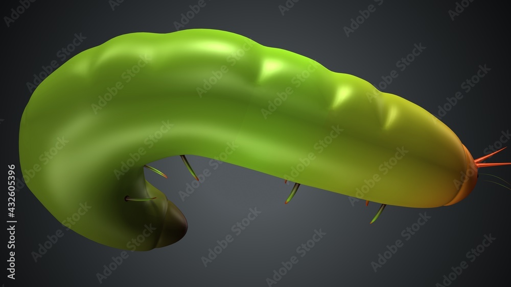 3d illustration of butterfly life cycle stages anatomy. Stock ...