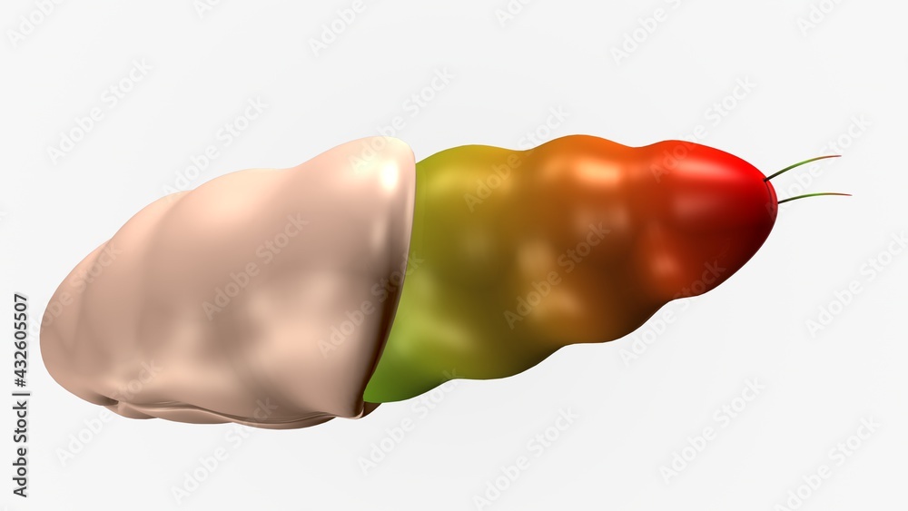 3d illustration of pupa level butterfly life cycle Stock Illustration ...
