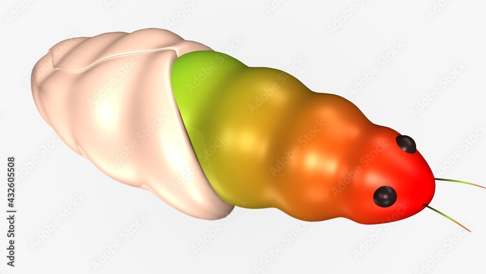 3d illustration of pupa level butterfly life cycle Stock Illustration ...