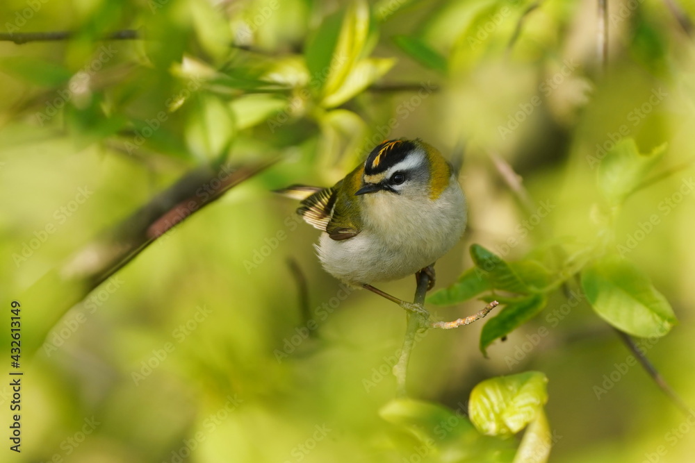 Common firecrest (Regulus ignicapillus). Firecrest sitting on the ...