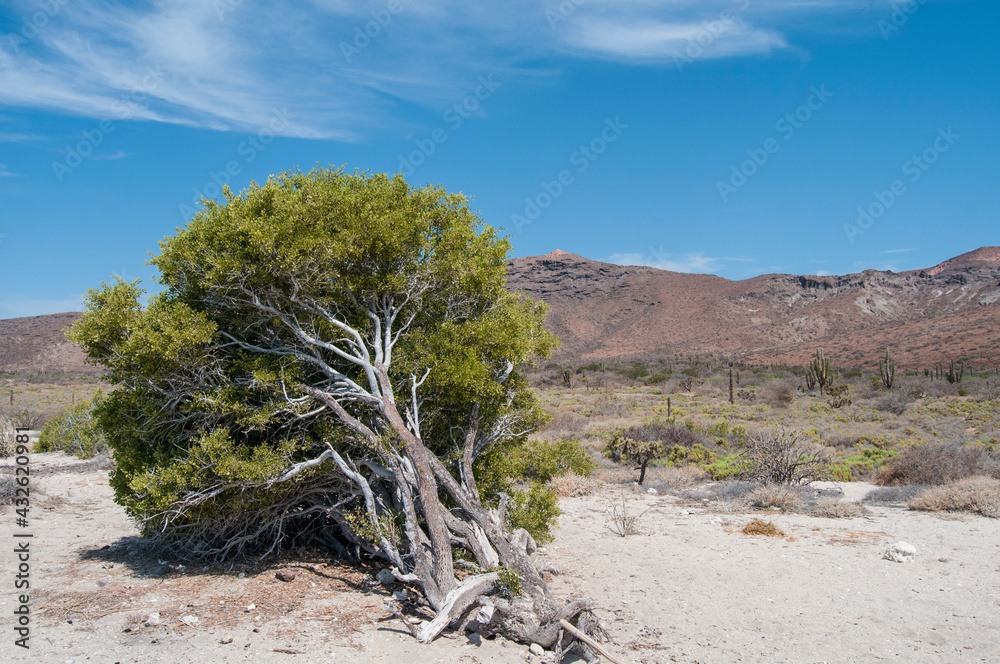 Tree on the beach at archipielago Isla Espiritu Santo, La Paz Baja ...