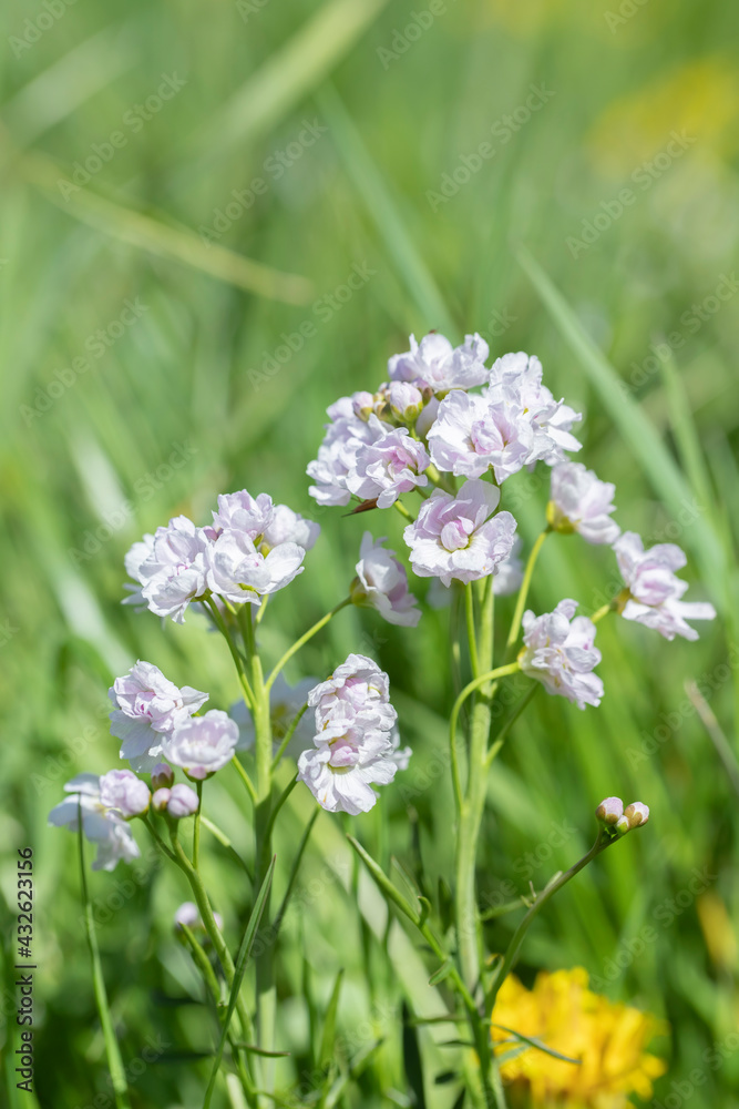 Cuckoo flower (Cardamine pratensis) variety with double flowers. The ...