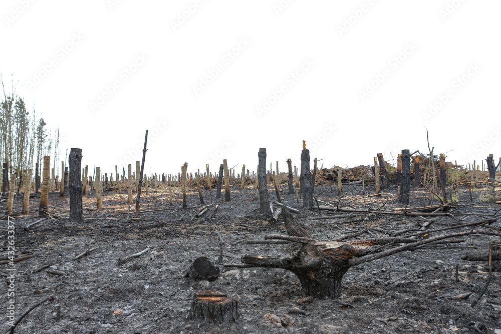 Dry dead gray tree trunks with branches after a fire, terrible fire ...