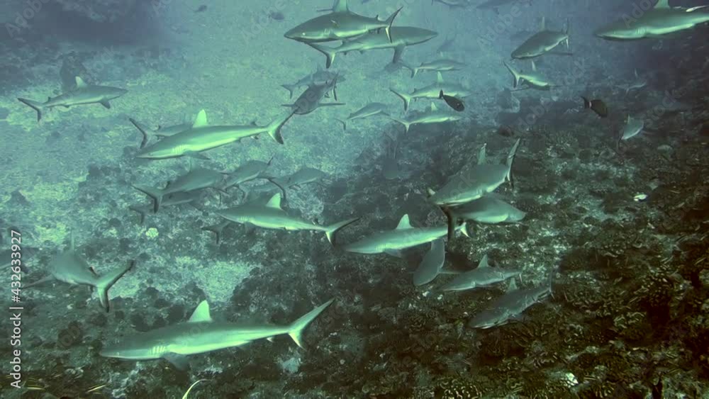 Vídeo do Stock: School of Blacktip Gray Reef Shark with Cubs ...