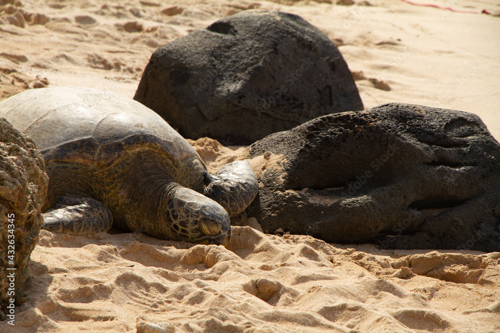 Giant green sea turtles at Turtle Beach on the North Shore of Hawaii ...