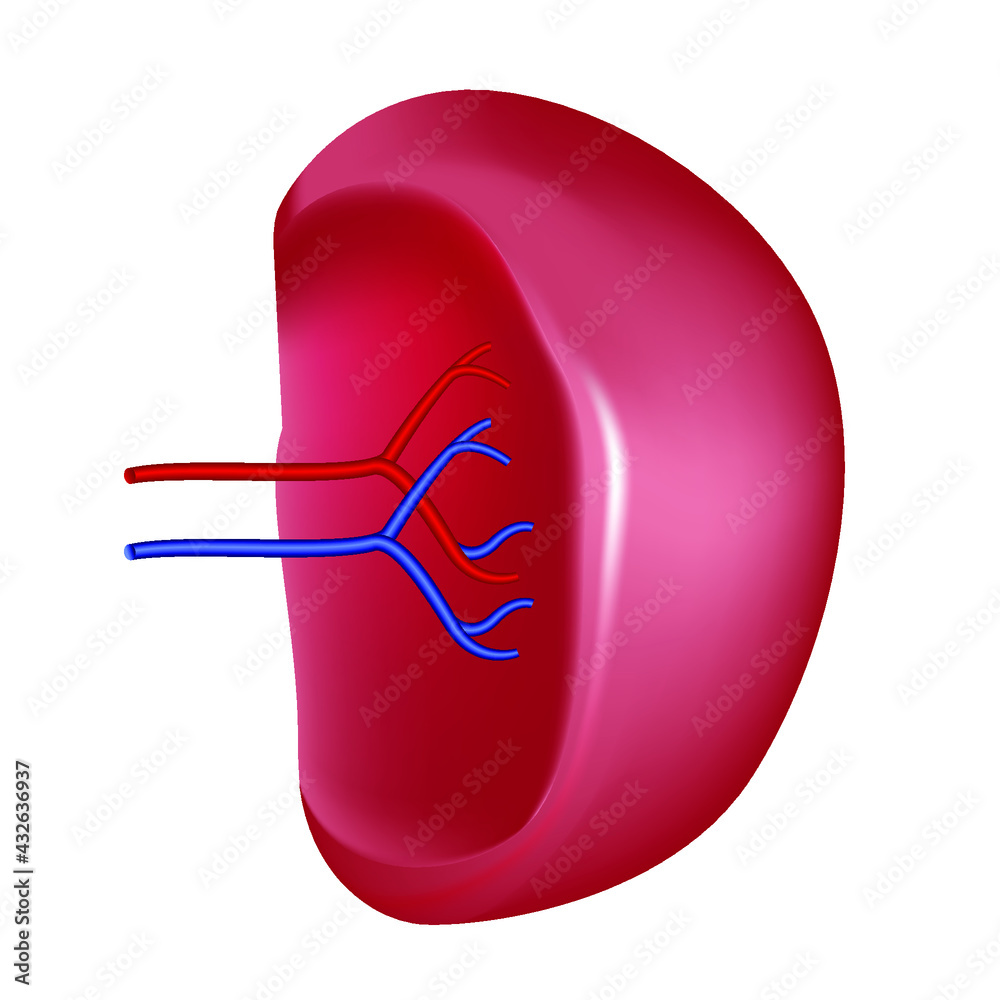 human spleen anatomy. unpaired parenchymal organ of the abdominal ...