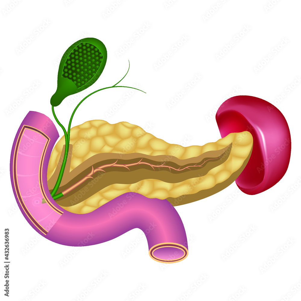Pancreas with spleen. Placement of the organs of the digestive system ...