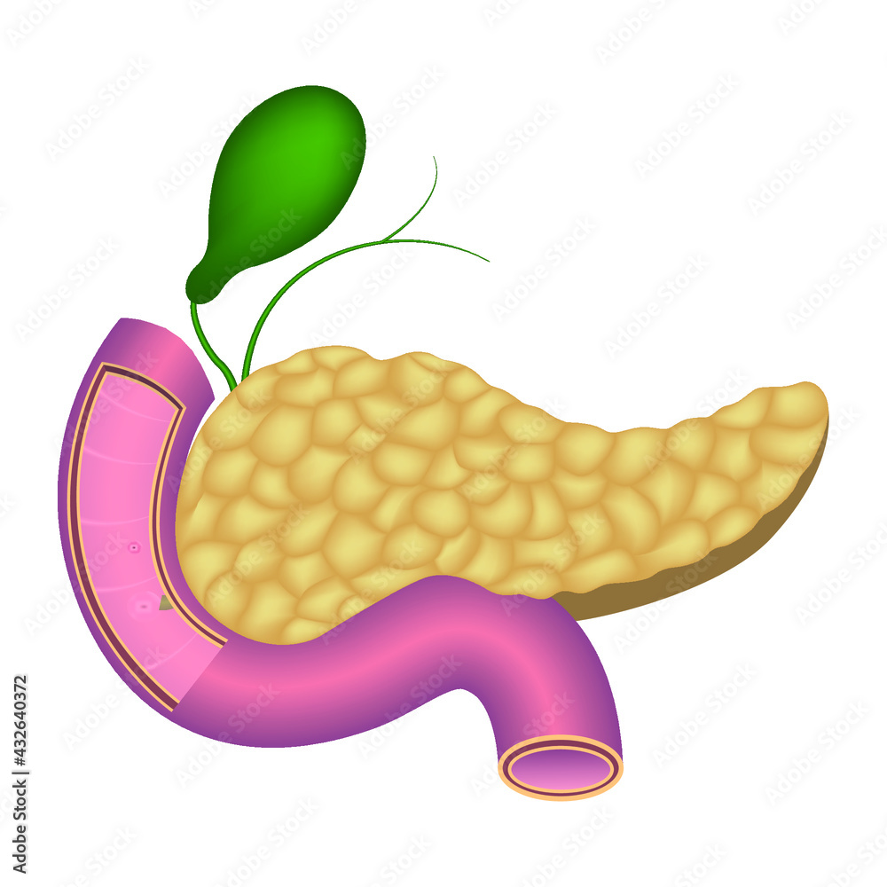 Human pancreas anatomy. Duodenum. The gallbladder. Vector illustration ...