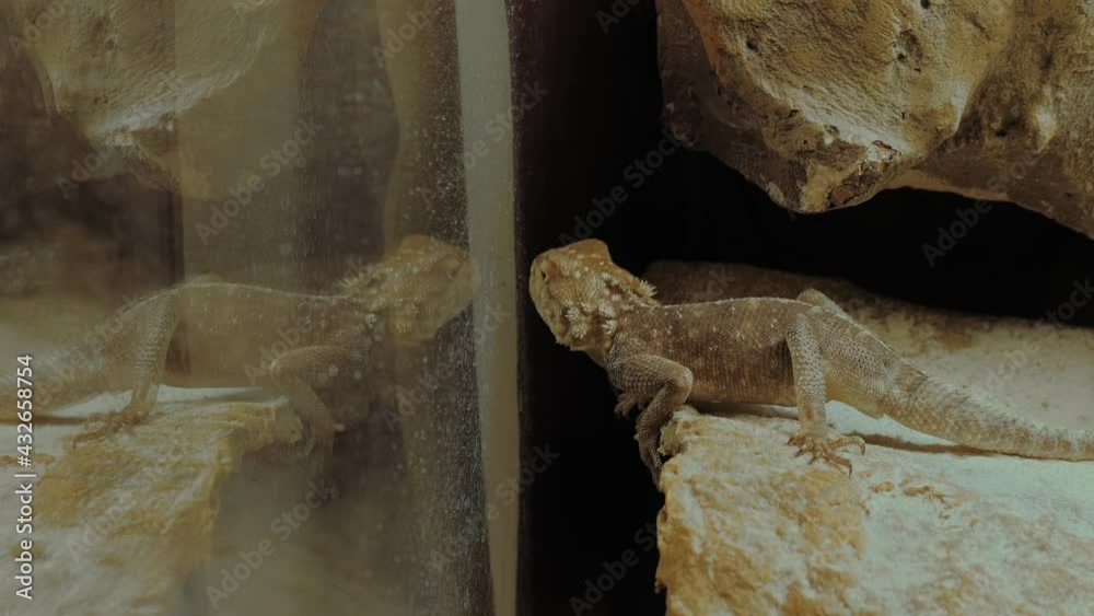 Small beige lizard slowly crawling on stone in terrarium - close up ...