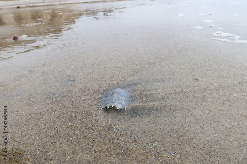 Sand Crab Carapace Left after Molting and Washed onto Shore by Wave ...