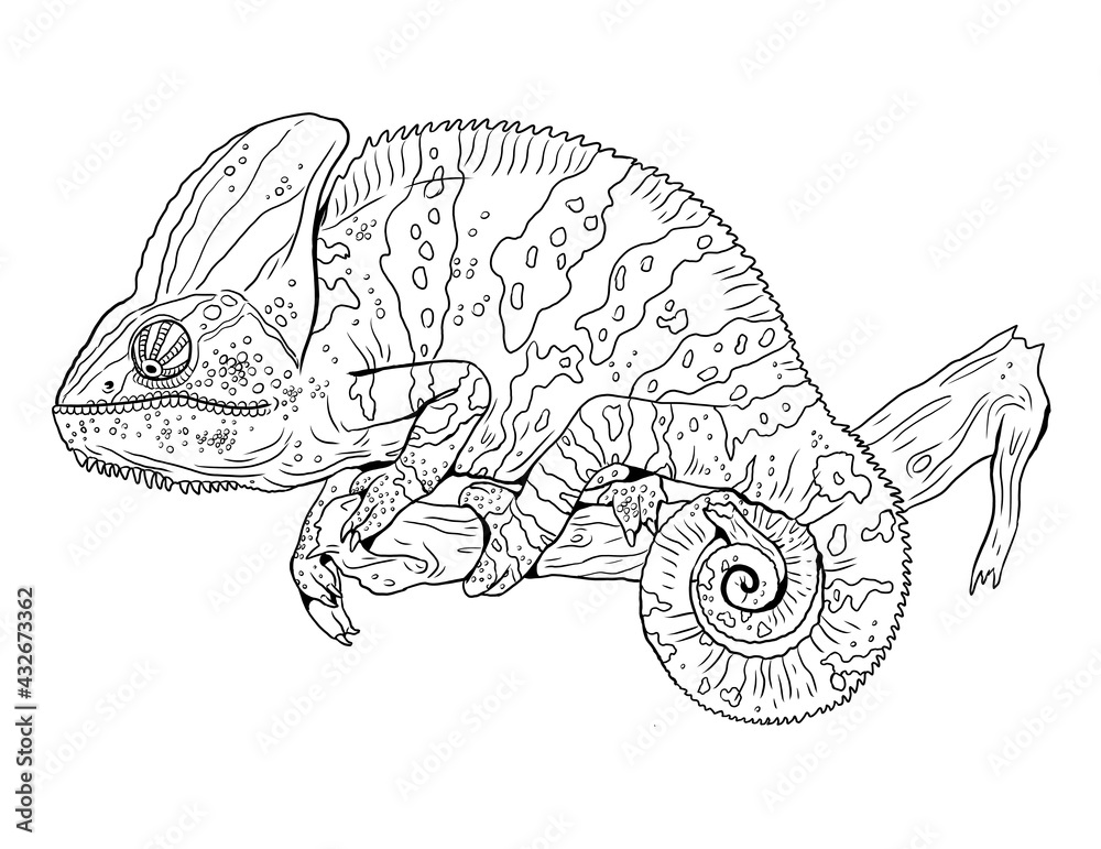 Chameleon in nature illustration. Coloring template for kids. Stock ...