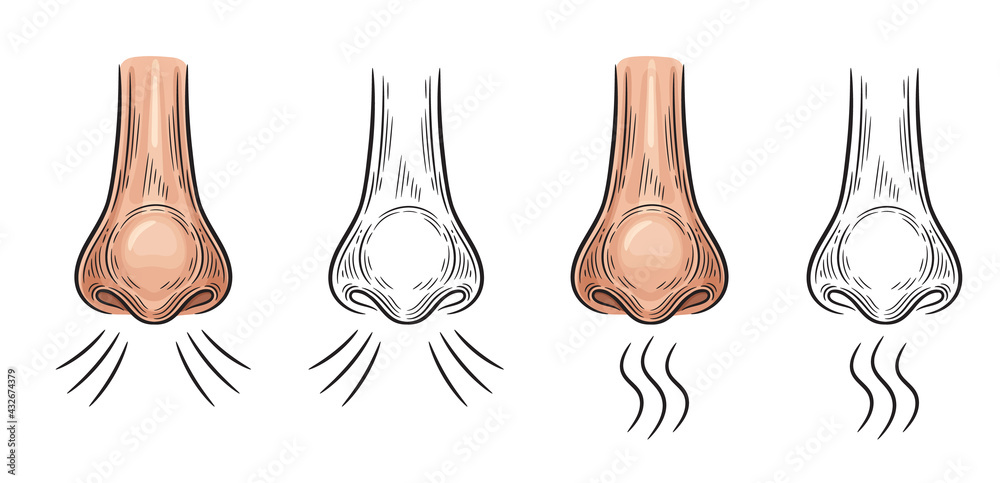 Nose inhale. Aroma smell icon. Nasal breathe. Organ of perceiving scent ...