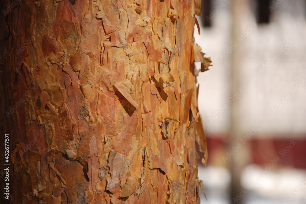 The sun illuminates the textured trunk of a pine tree. Close-up on a ...