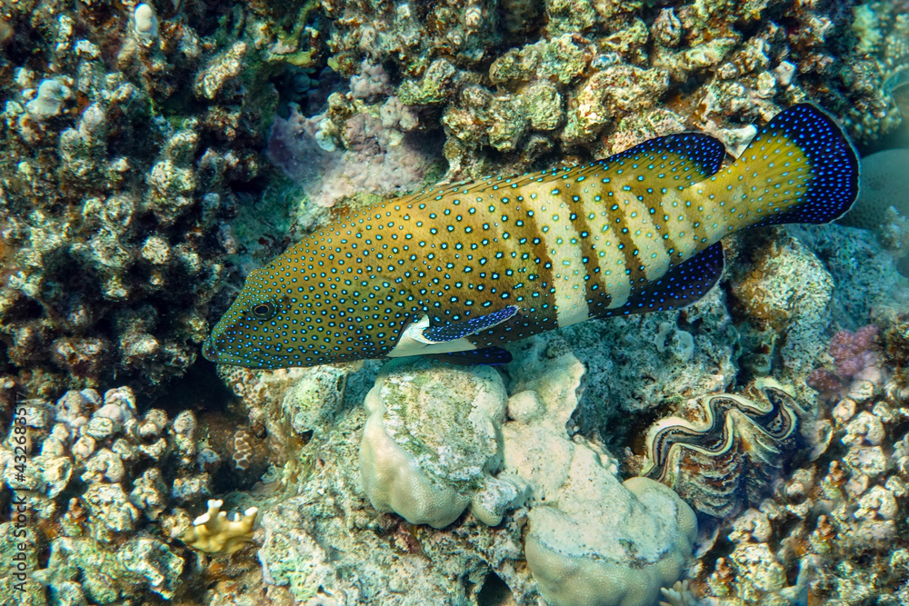 Peacock grouper (cephalopholis argus) - coral fish - Red sea Stock ...
