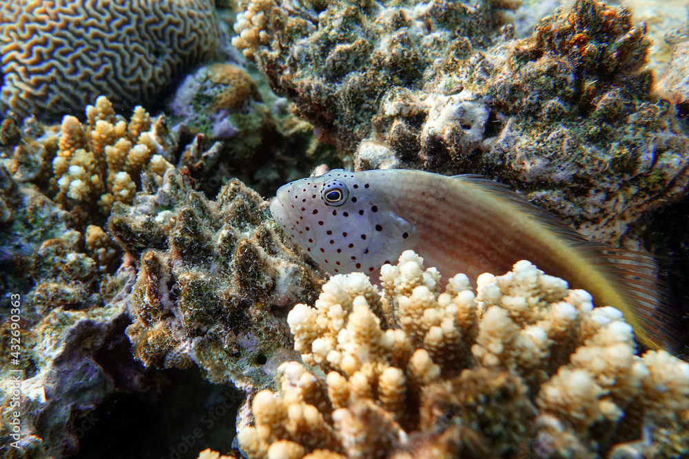 Black-sided hawkfish (Paracirrhites forsteri), freckled hawkfish or ...