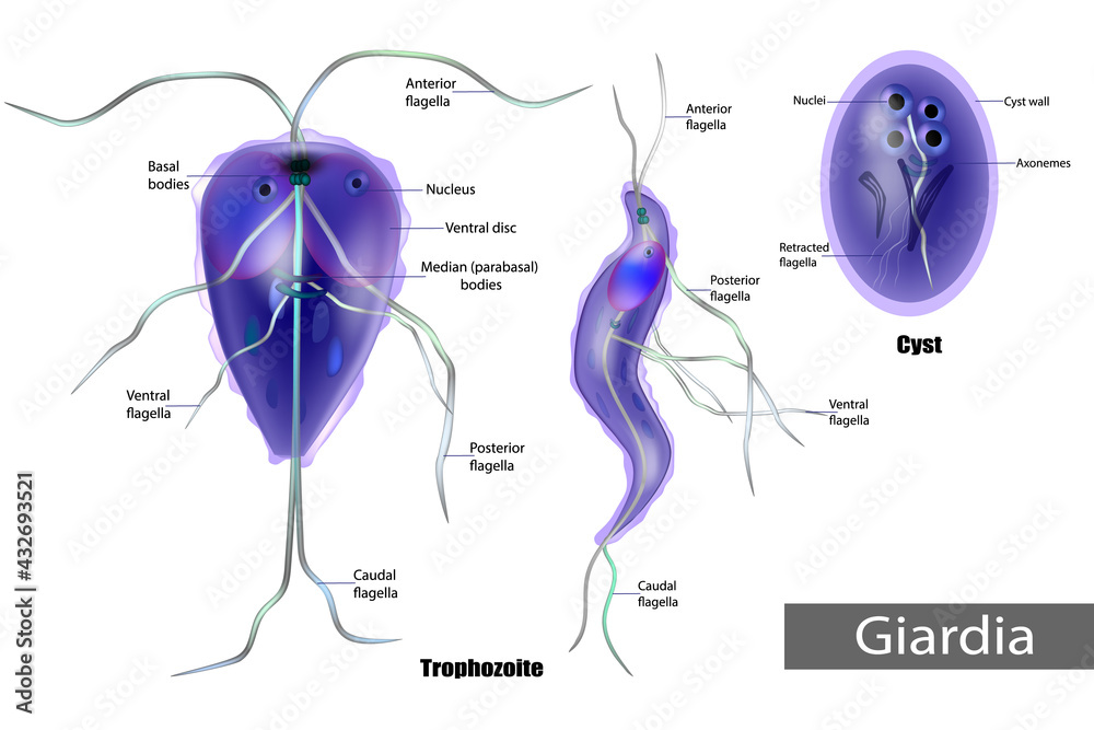 The structure of Giardia lamblia of Cyst and Trophozoite. Giardiasis ...
