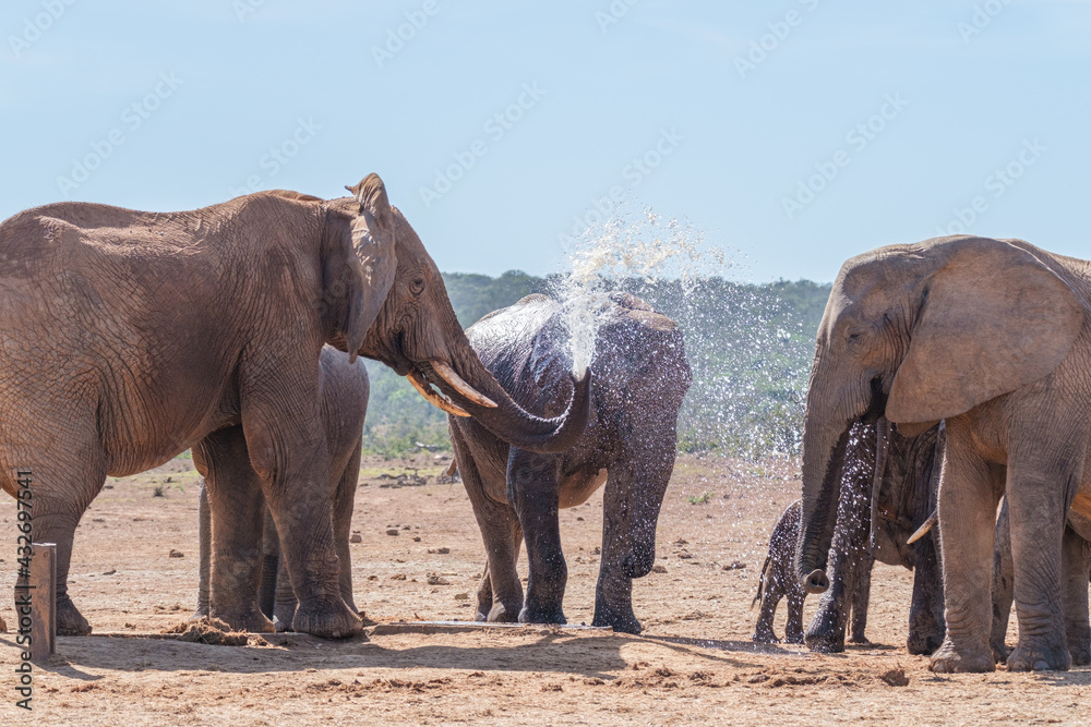 African Elephant spraying water to cool down Stock Photo | Adobe Stock