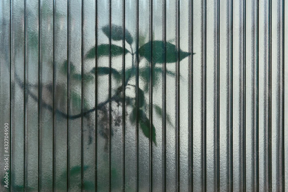 abstract background - leaves of living trees shine through a ...