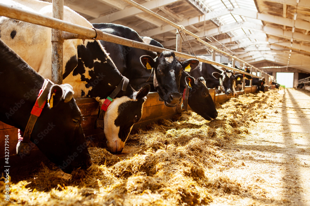 Cows are in a row, on a dairy farm, eating hay, the general plan. Milk ...