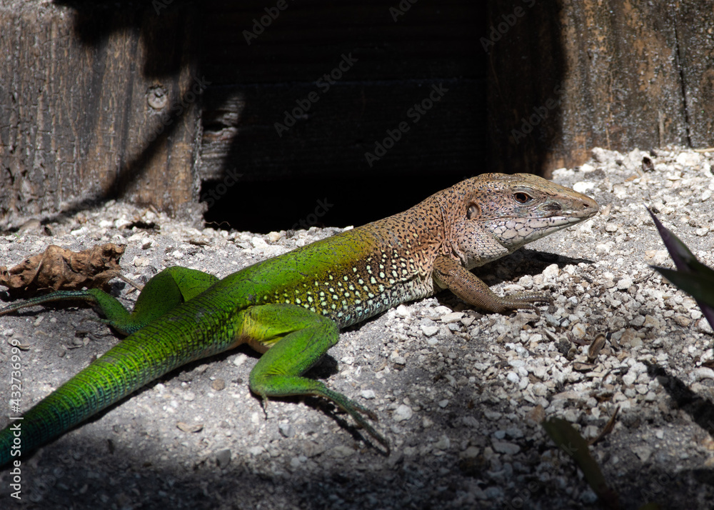 South and Central American lizard called ameiva ameiva , or giant ...