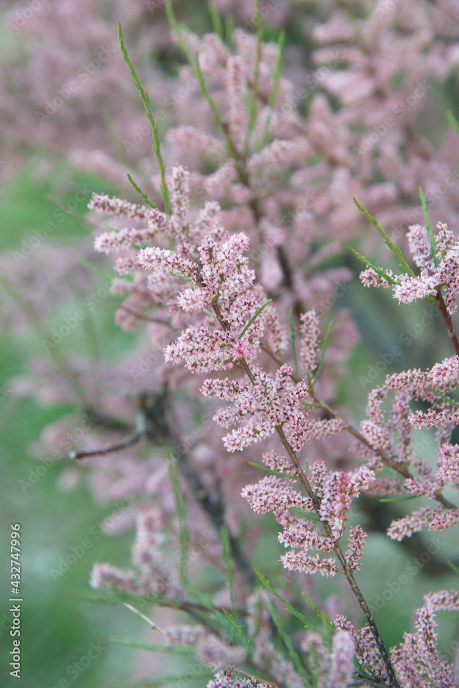 Tamarix gallica, French tamarisk - deciduous, herbaceous, twiggy shrub ...