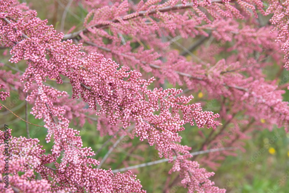 Tamarix gallica, French tamarisk - deciduous, herbaceous, twiggy shrub ...
