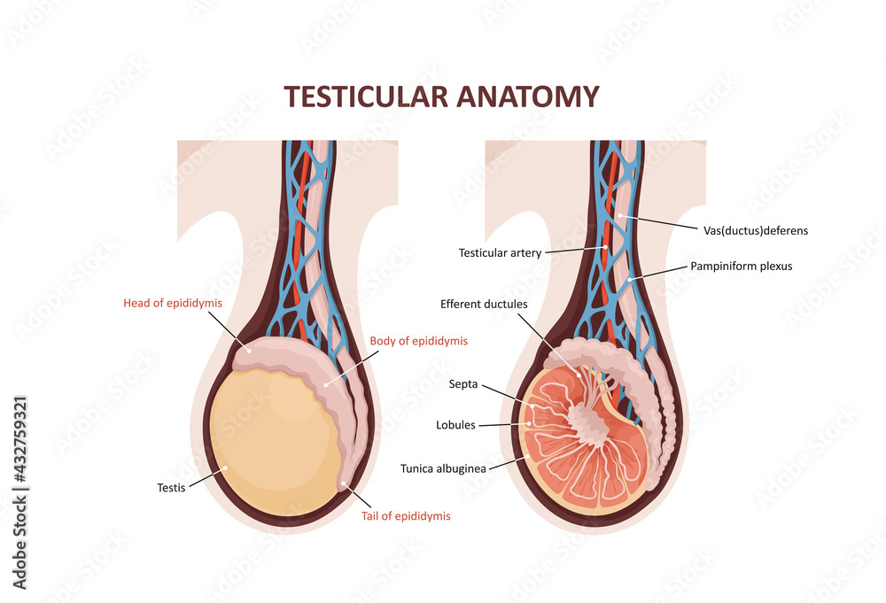 Testicular Anatomy Illustration Of A Cross Section Of Male Testis