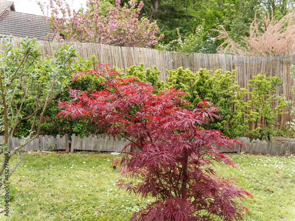 Acer palmatum dissectum | Garnet Japanese Maple 'Garnet' tree with a ...