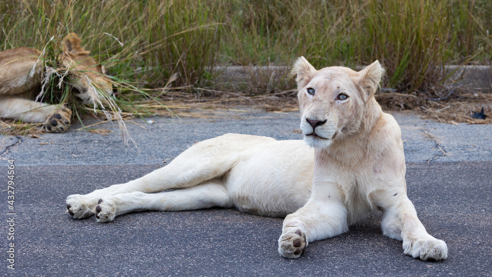 rare white lioness in the wild Stock Photo | Adobe Stock