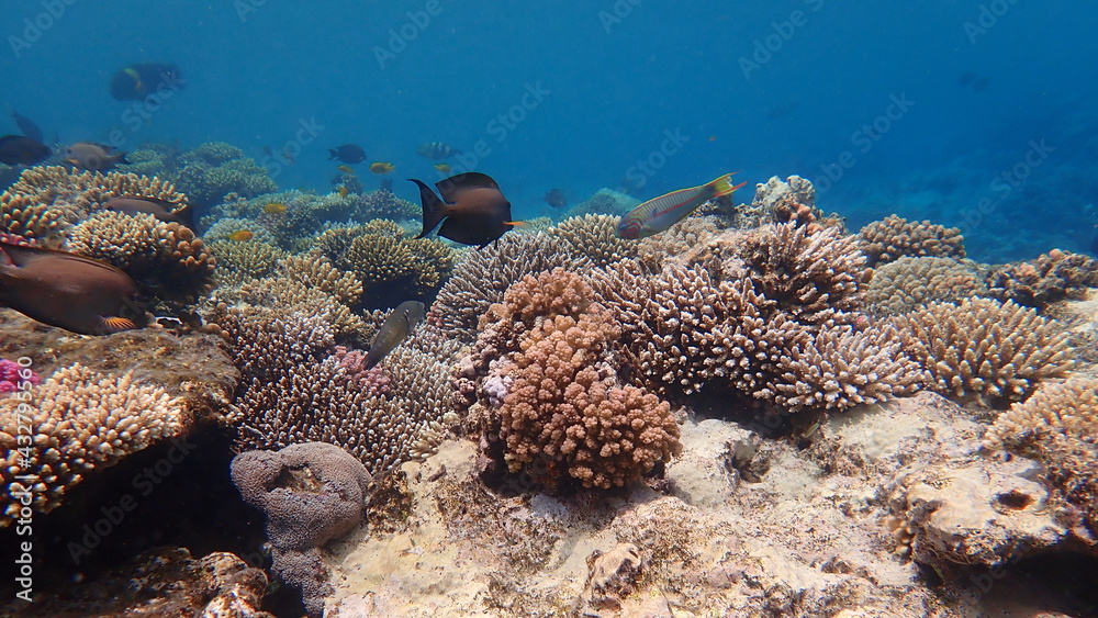 Stunning undersea coral reef view, Red Sea, Egypt, Sharm El Sheikh ...