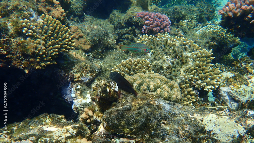 Stunning undersea coral reef view, Red Sea, Egypt, Sharm El Sheikh ...