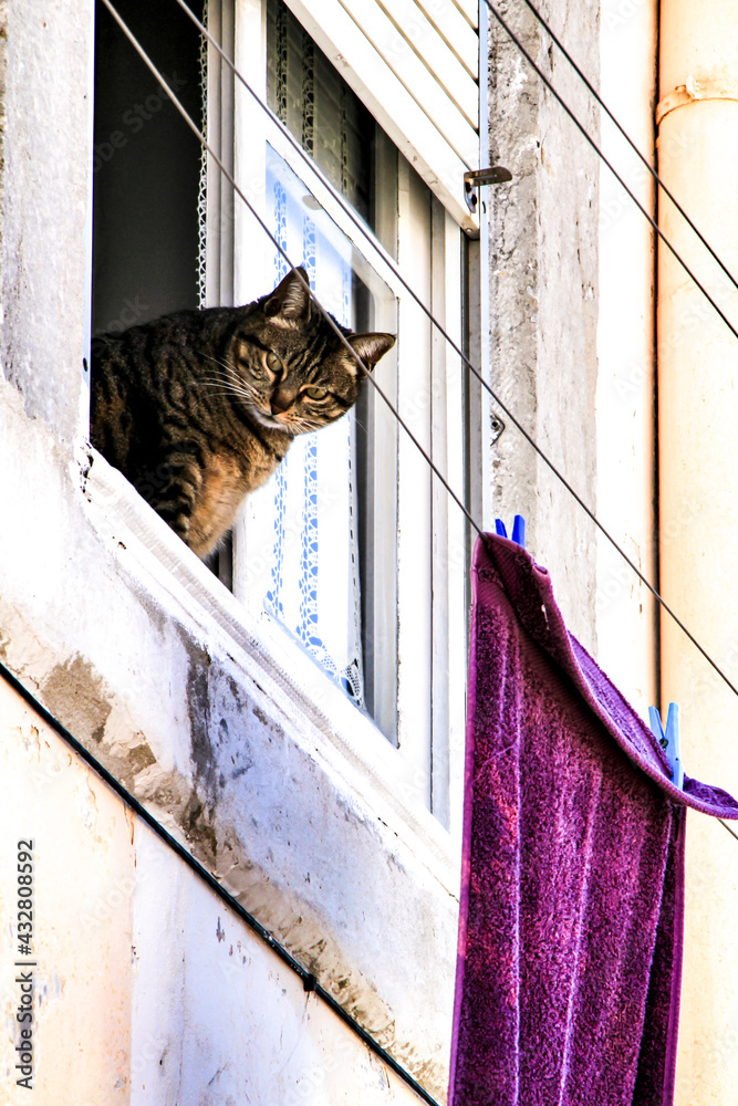 Cat leaning out of a window in Lisbon Stock Photo | Adobe Stock
