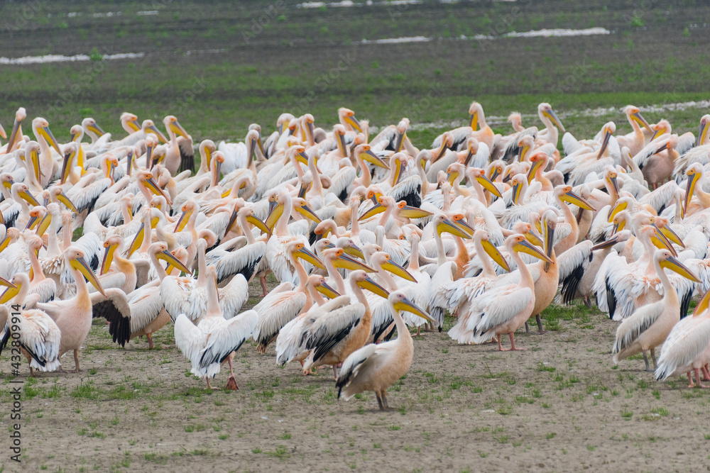 Pelecanus onocrotalus - Pelican comun - Great white pelican Stock Photo ...