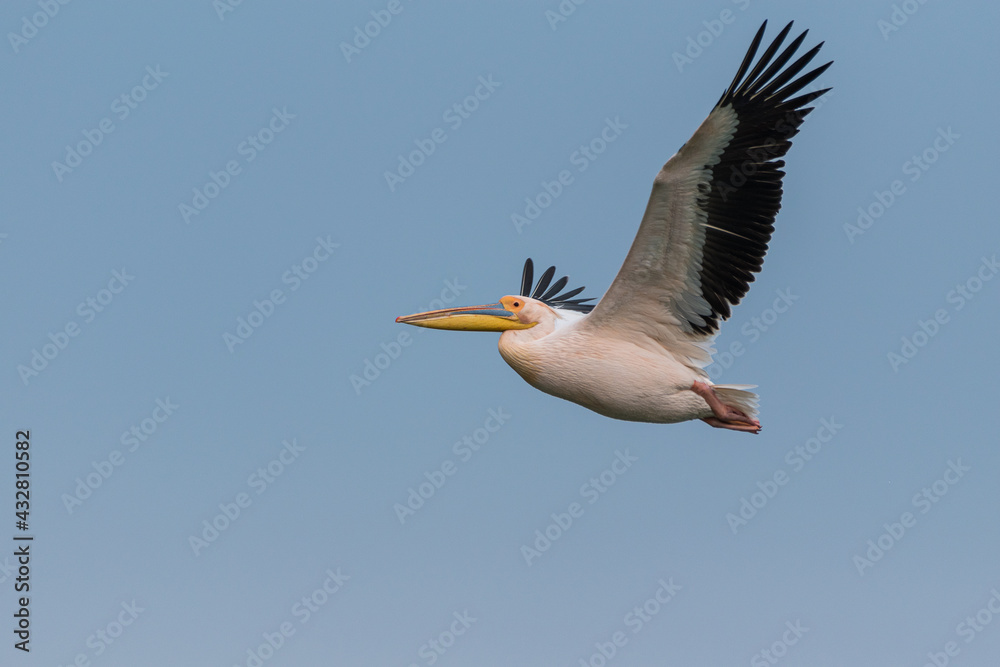 Pelecanus onocrotalus - Pelican comun - Great white pelican Stock Photo ...
