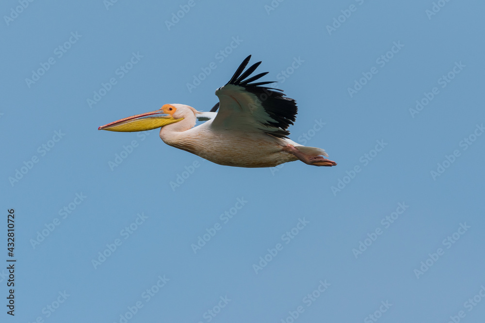 Pelecanus onocrotalus - Pelican comun - Great white pelican Stock Photo ...